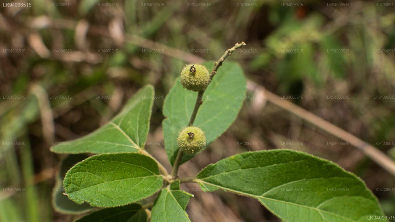 Croton aromaticus ෴ වෙල් කැප්පෙටියා – Lakpura®