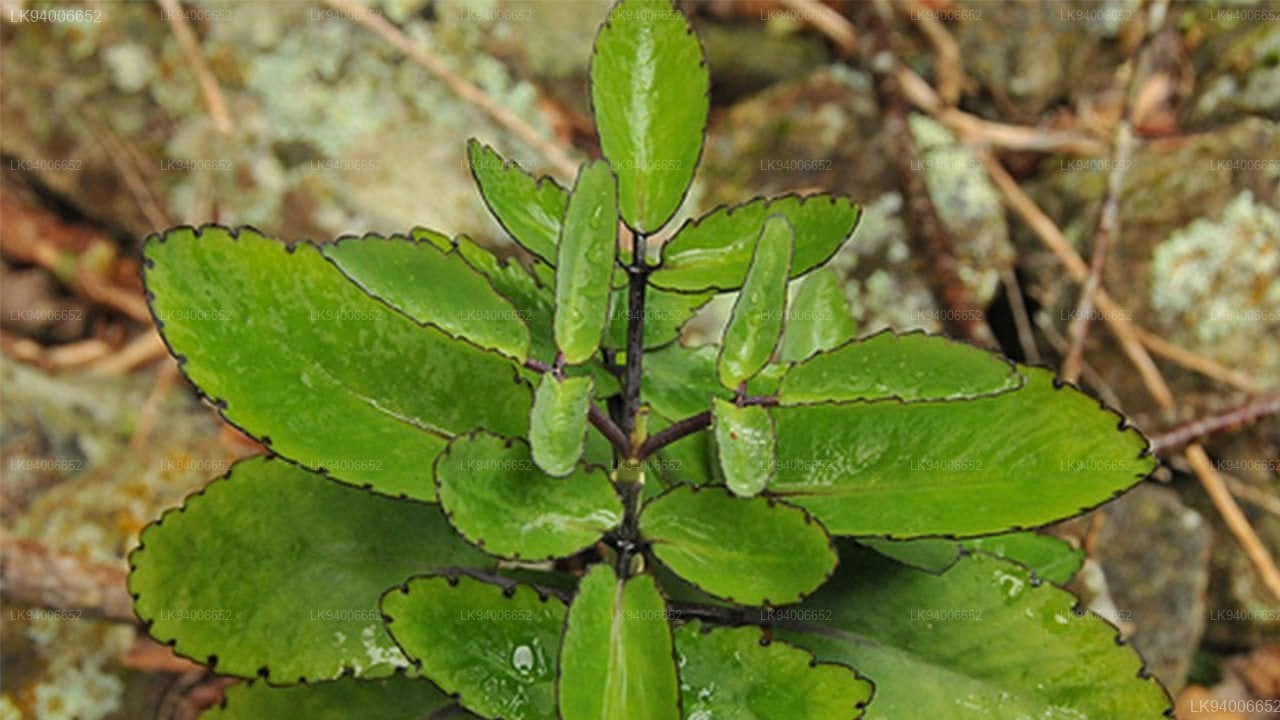 Kalanchoe laciniata (Akkapana) – Lakpura®