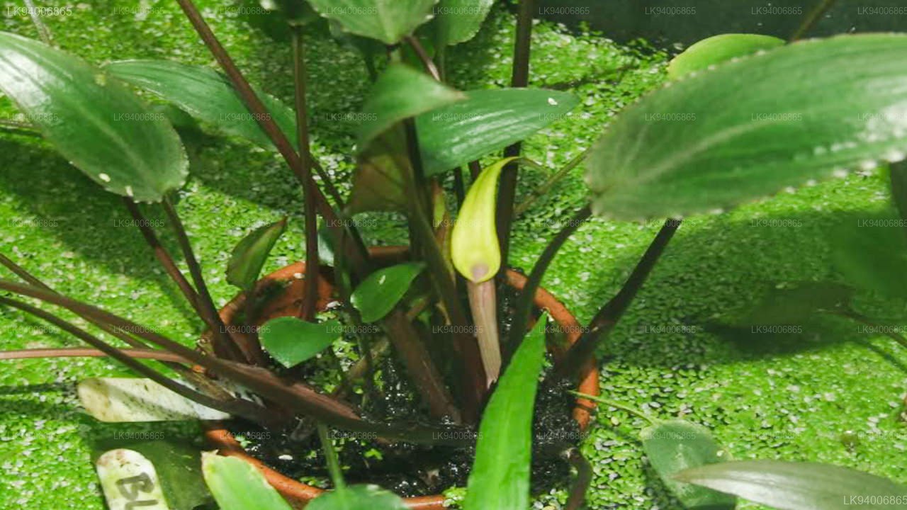Cryptocoryne walkeri – Lakpura®