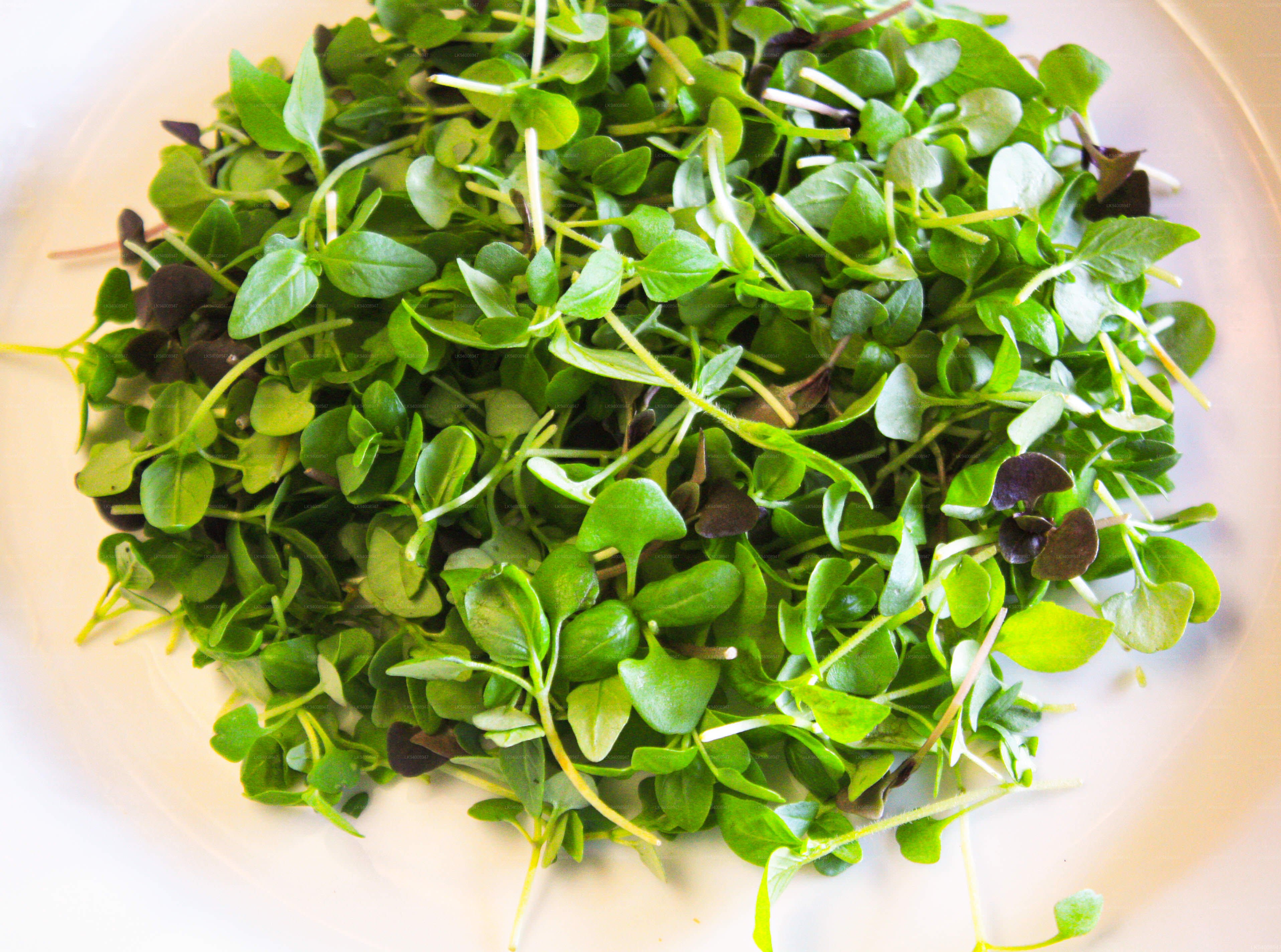Micro Basil – Lakpura®
